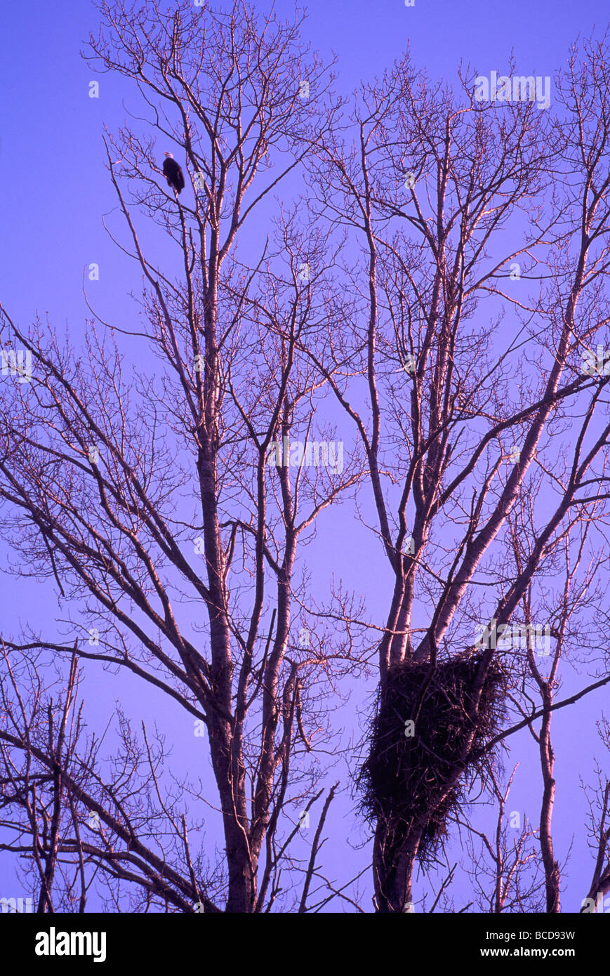 Mature Adult Bald Eagle (Haliaeetus leucocephalus) perched on a Tree ...