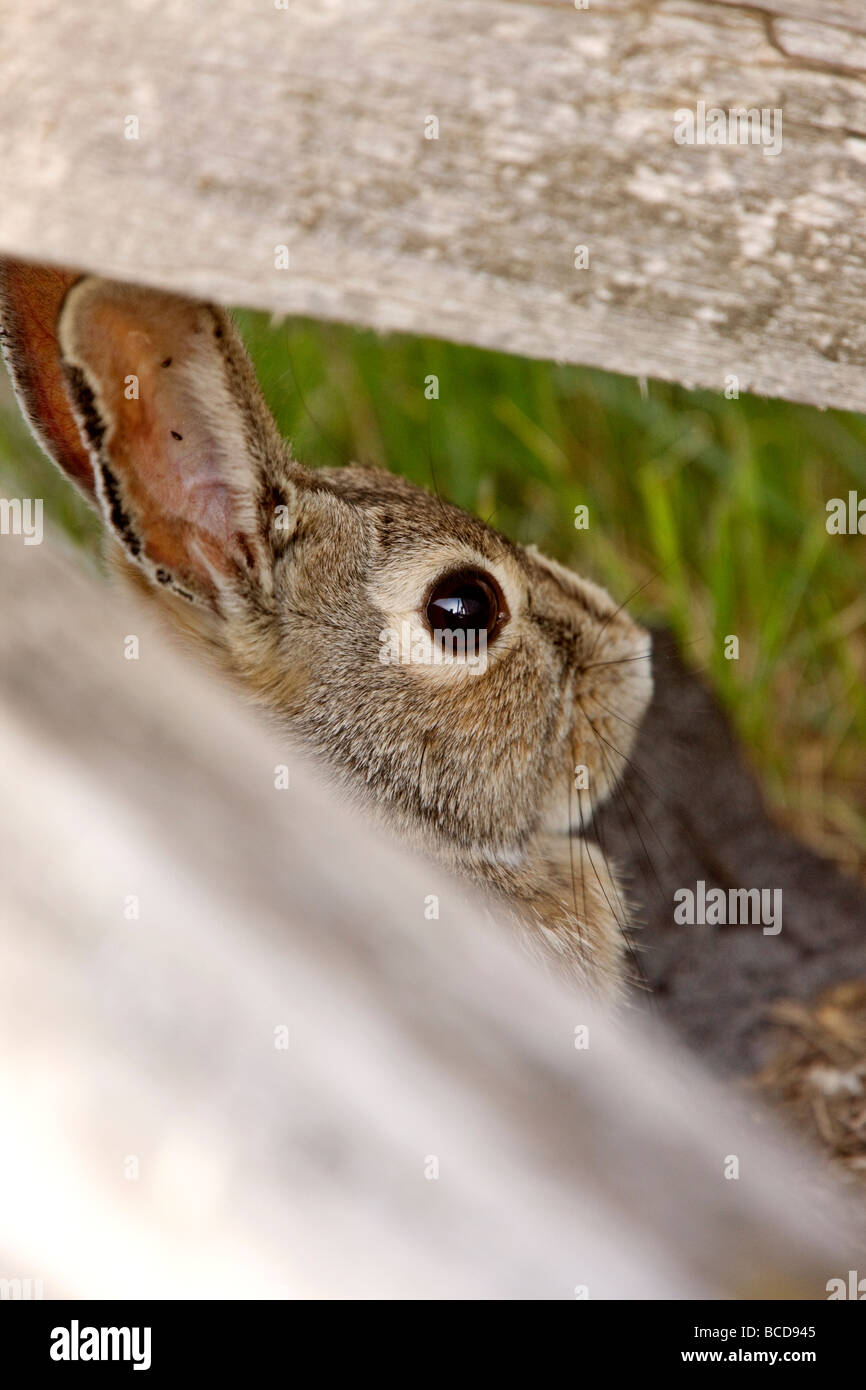 Rabbit bush hi-res stock photography and images - Alamy