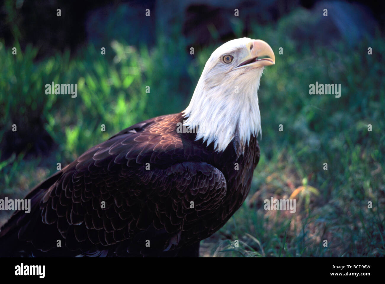 Mature Adult Bald Eagle (Haliaeetus leucocephalus) perched on the ...