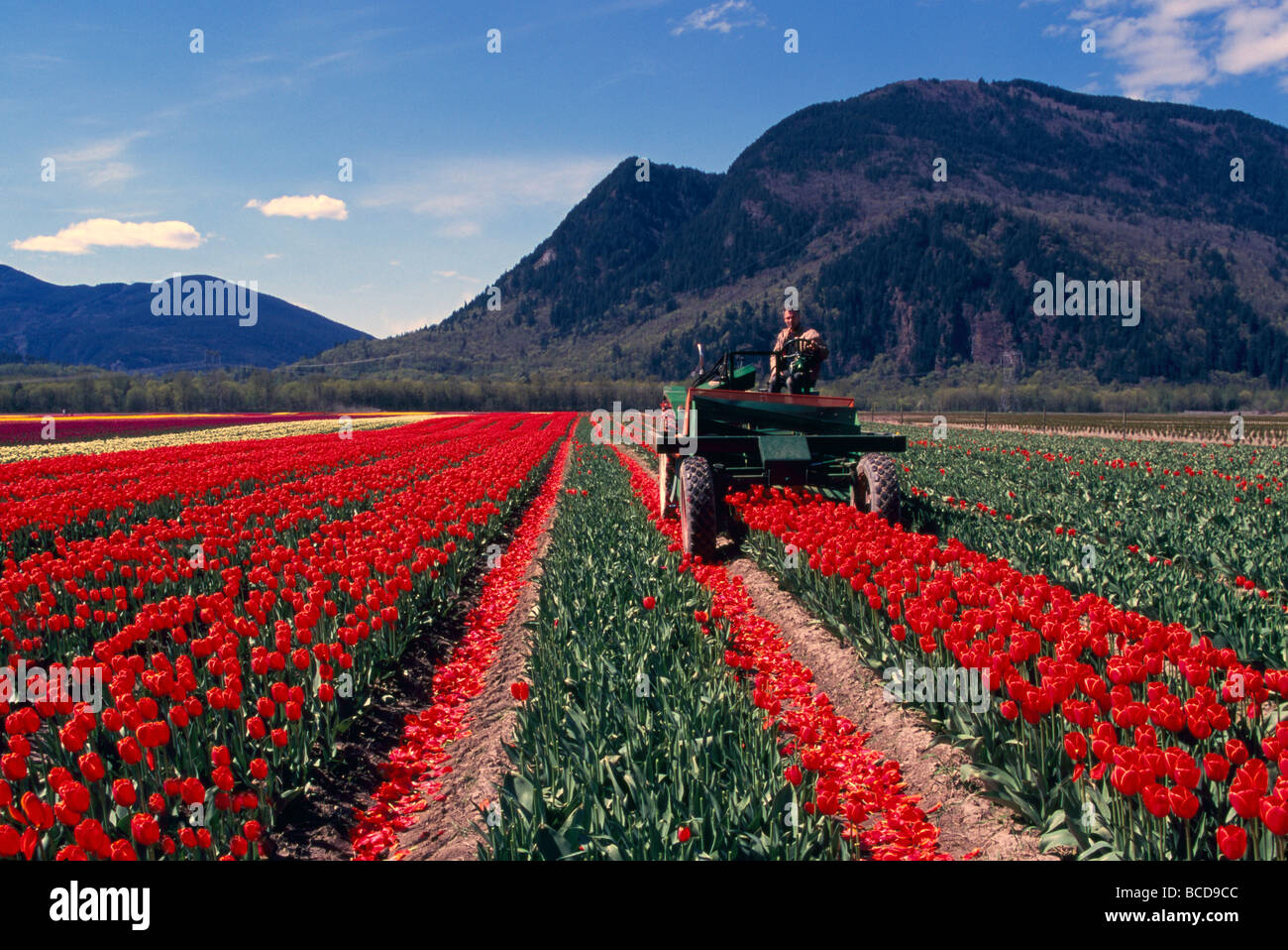 Farmer cutting Tulips in Field for Bulb Growth at Tulip Bulb Farm in ...