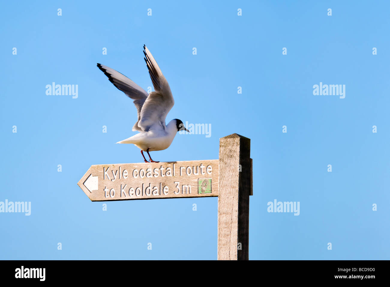 Black-headed gull at Balnakeil bay, Scotland stretching wings for take ...