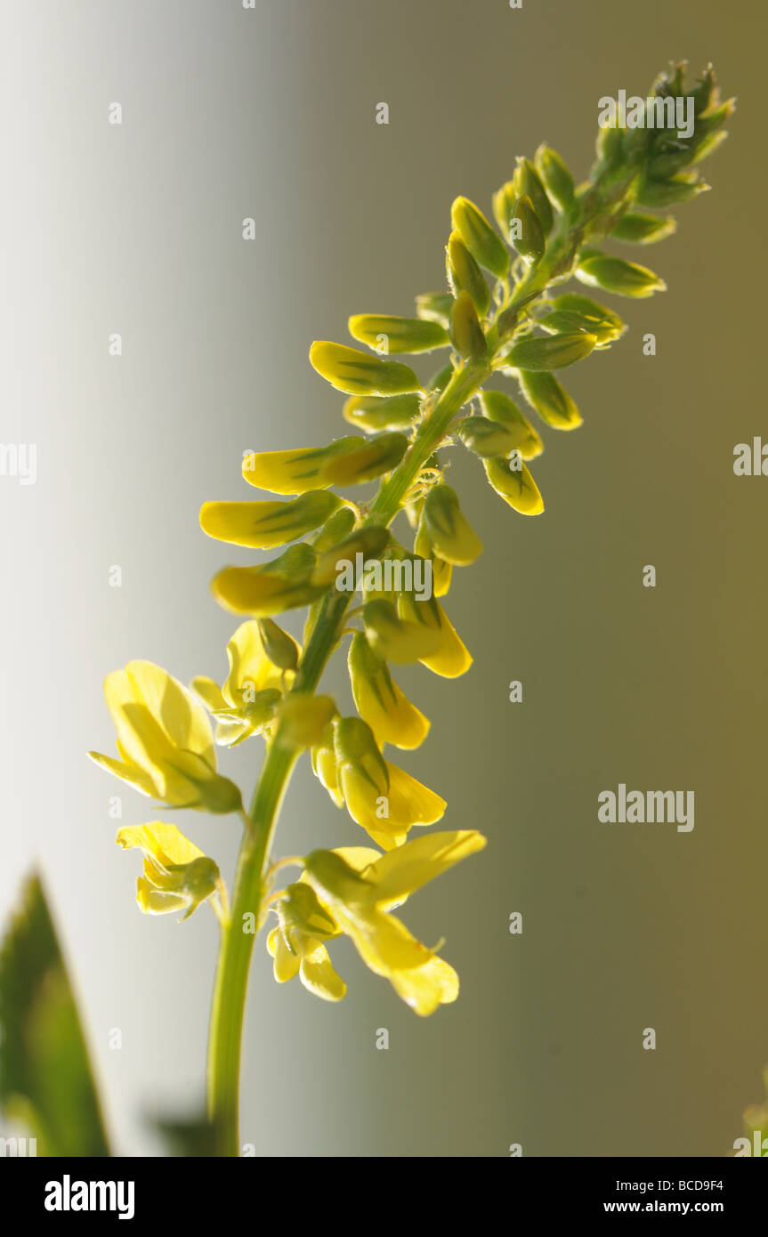 Melilotus officinalis hi-res stock photography and images - Alamy