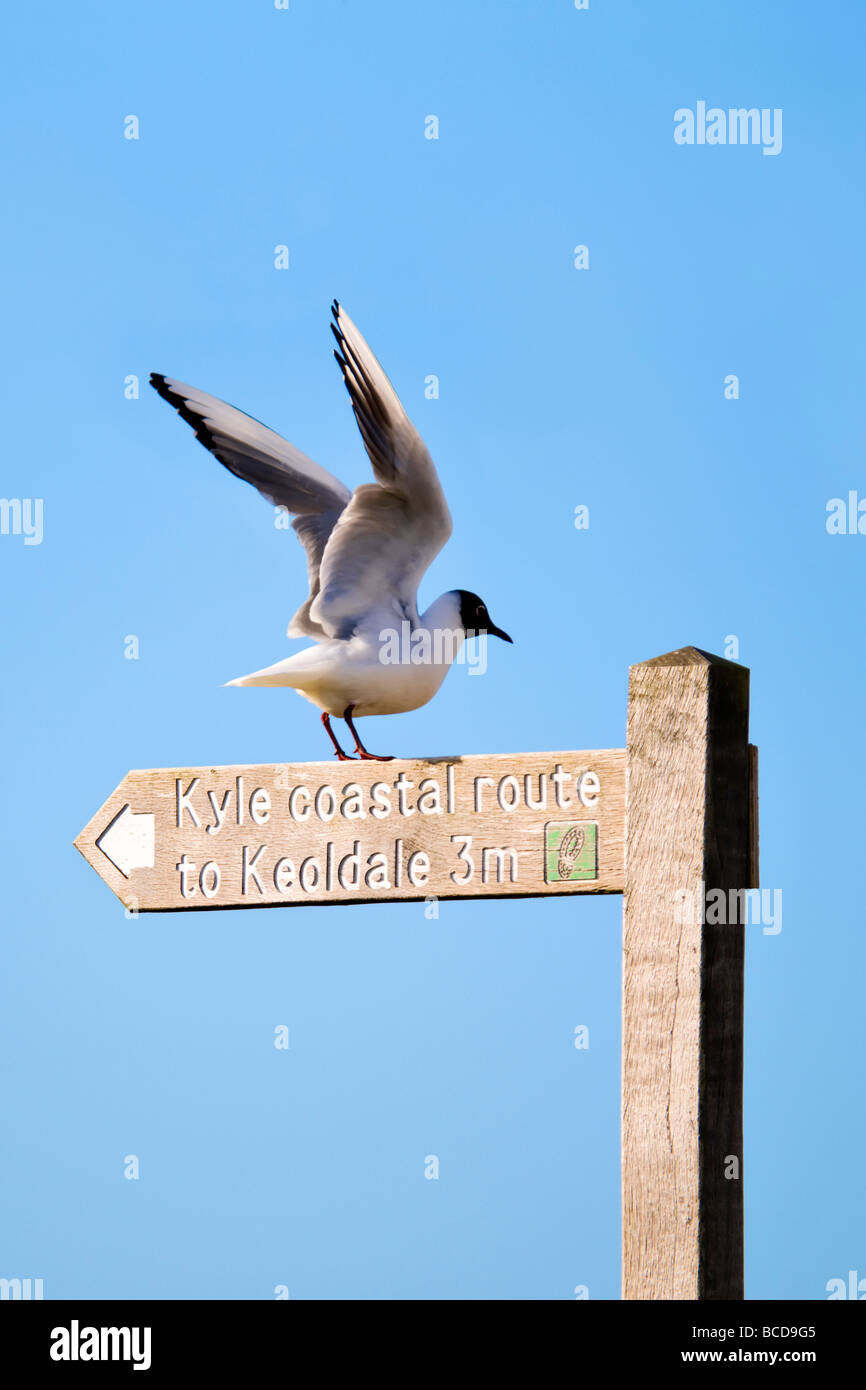 Black-headed gull at Balnakeil bay, Scotland stretching wings for take ...