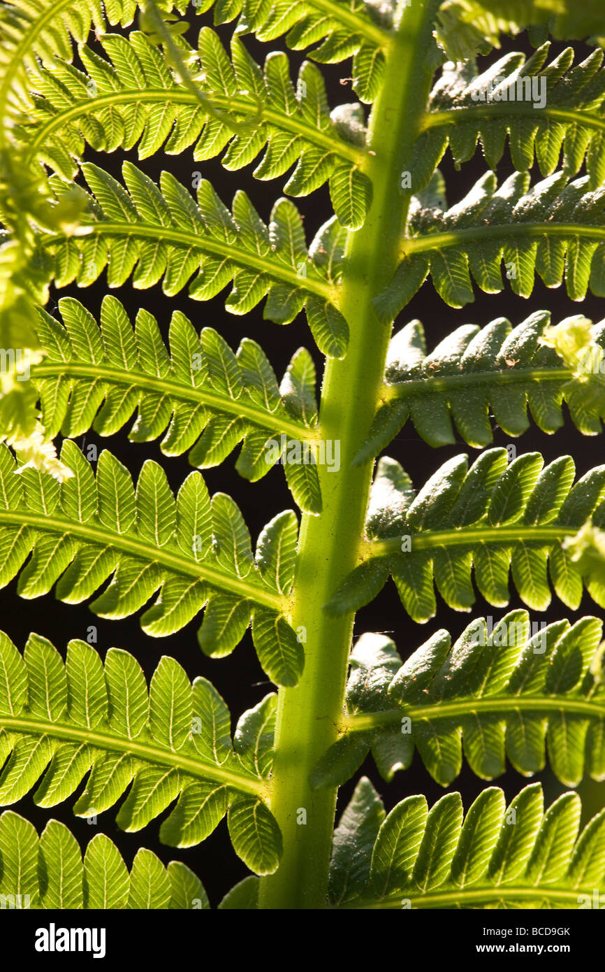 Close up fern Canada Stock Photo - Alamy