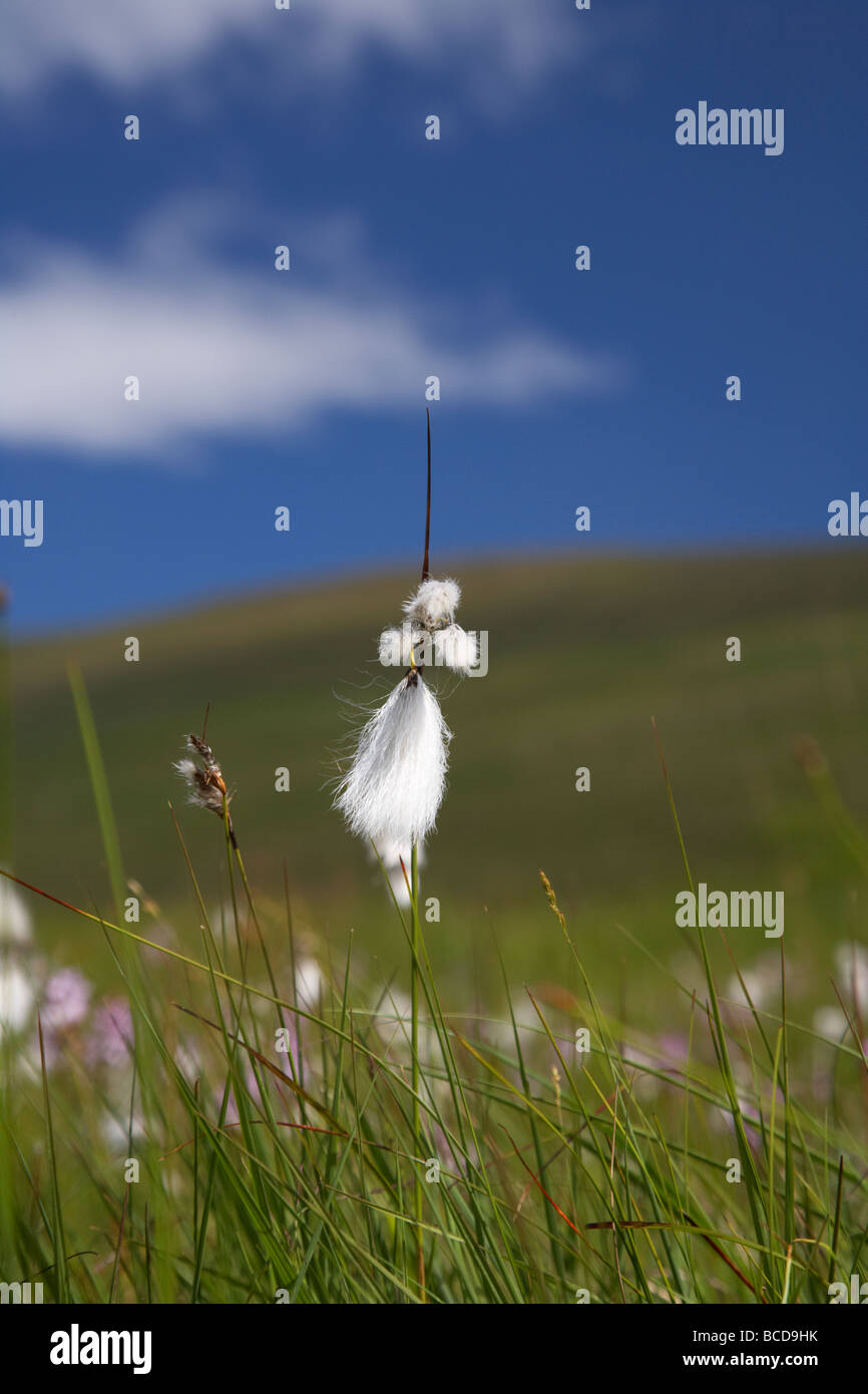 Bog cotton ireland hi-res stock photography and images - Alamy