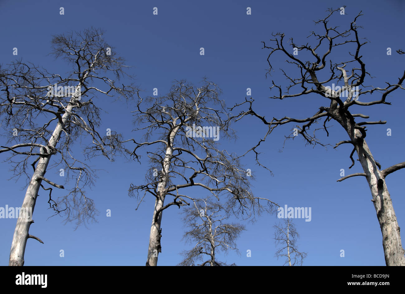 Scary trees hi-res stock photography and images - Alamy