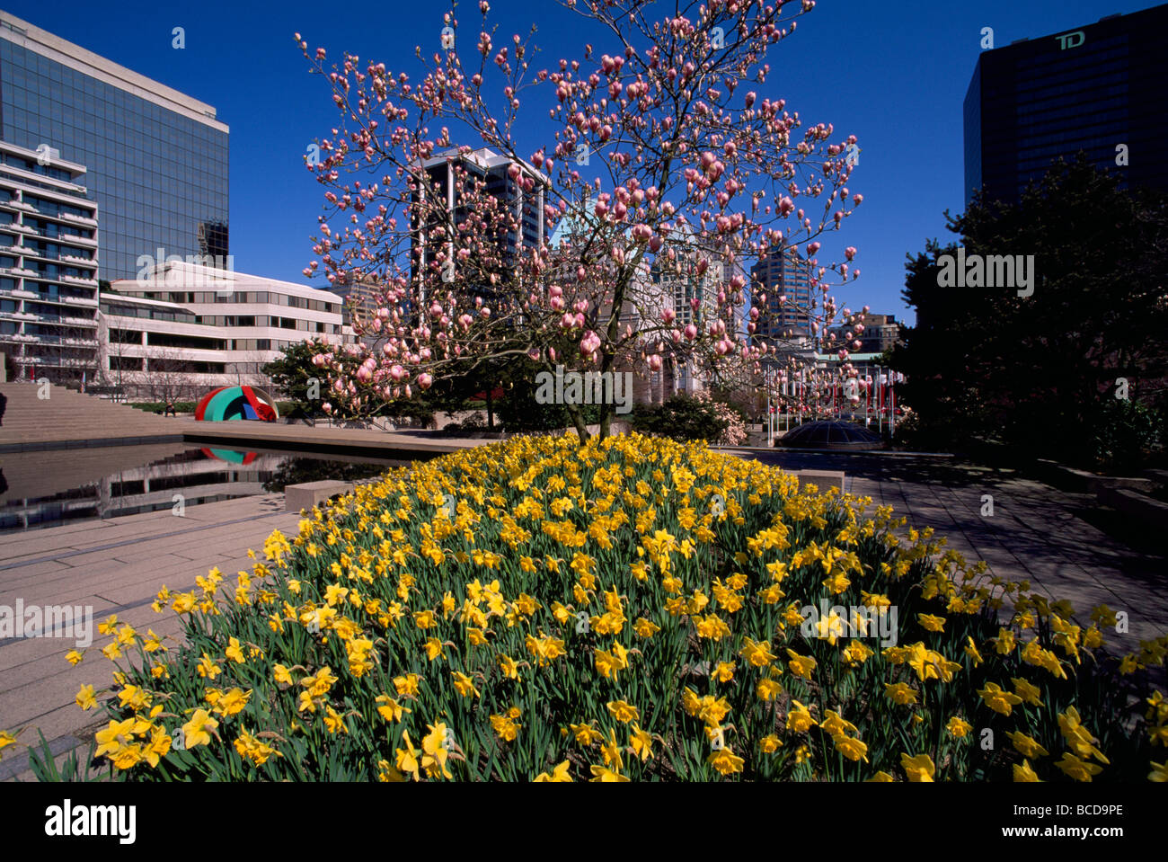 Spring Flowers Downtown at Robson Square in the City of Vancouver ...