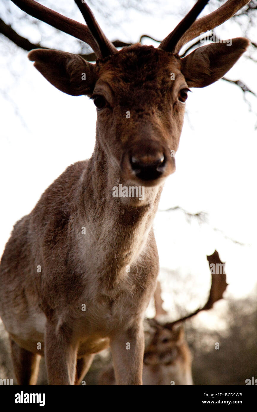Rudolf the reindeer hi-res stock photography and images - Alamy