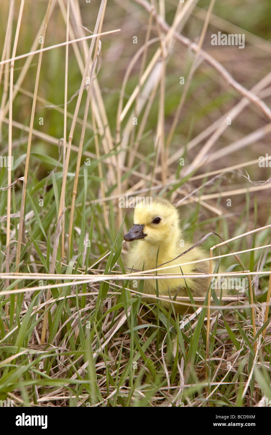 Baby geese goslings hi-res stock photography and images - Alamy