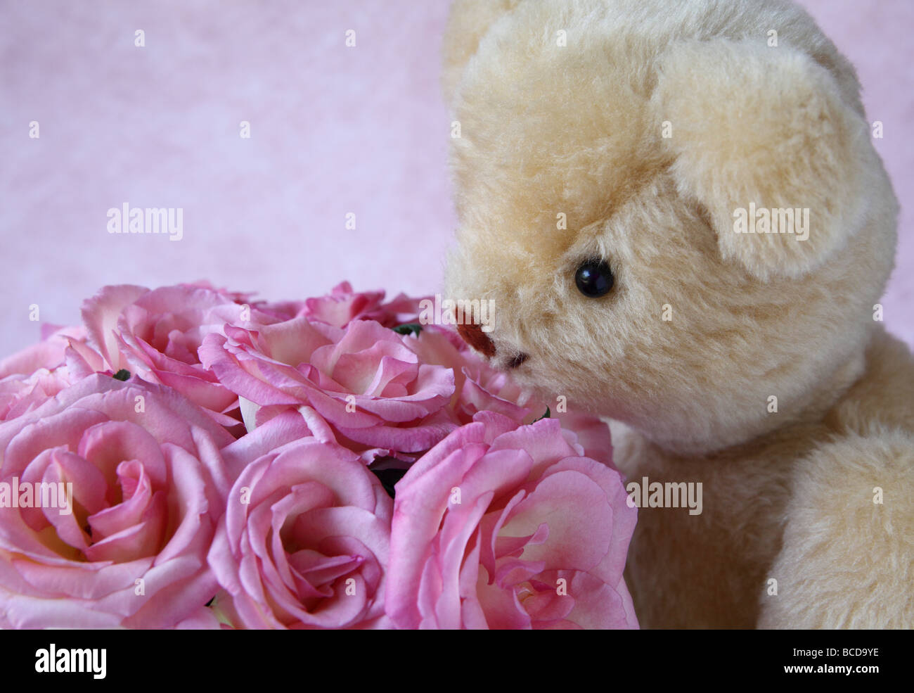 teddy bear with a bouquet of pink roses Stock Photo - Alamy