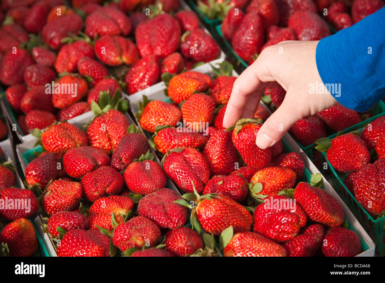 California strawberry agriculture hi-res stock photography and images ...