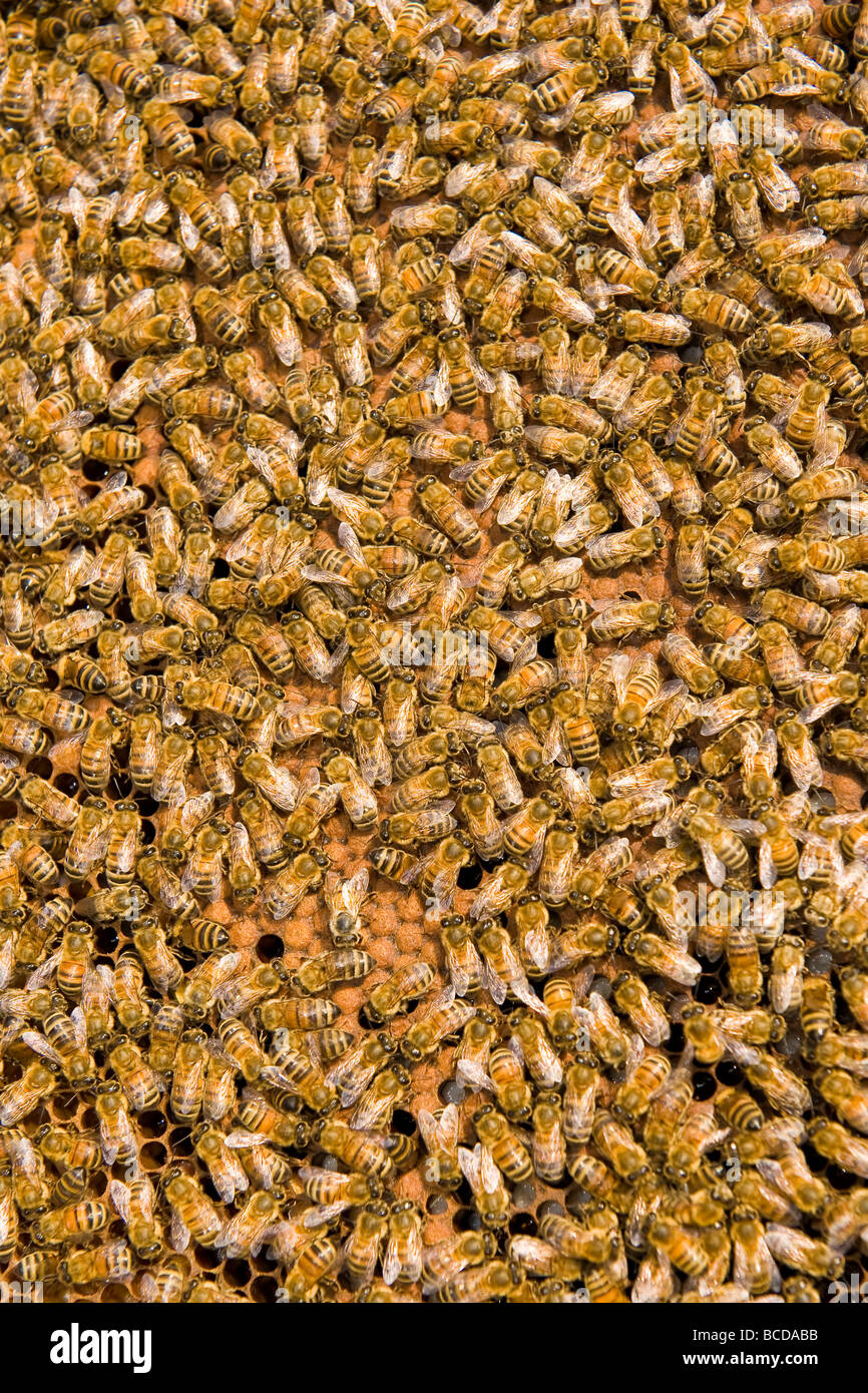 Work with bees hi-res stock photography and images - Alamy
