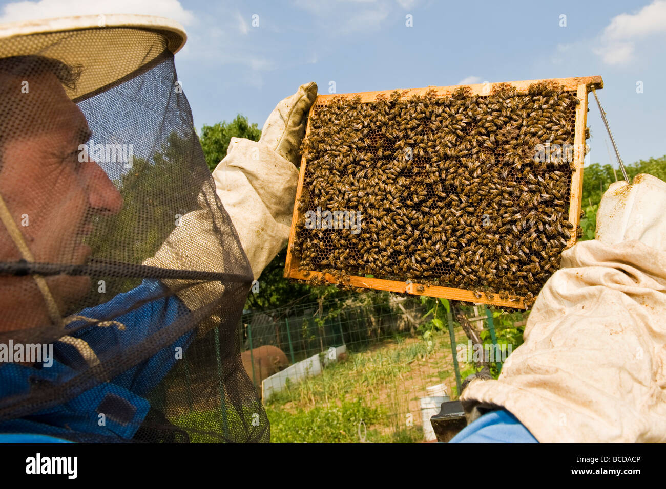Beekeeping hi-res stock photography and images - Alamy