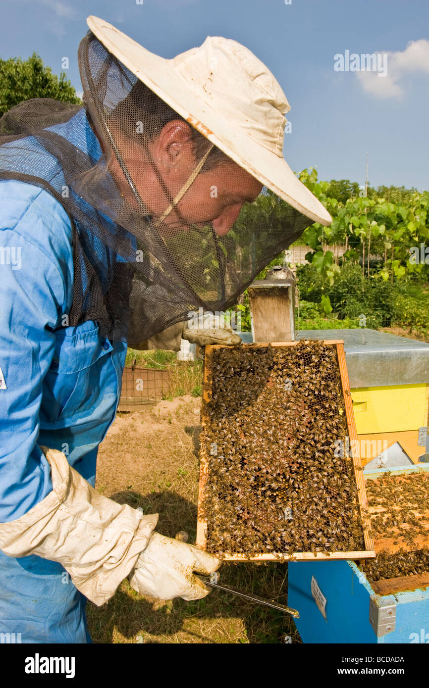 Beekeeping hi-res stock photography and images - Alamy
