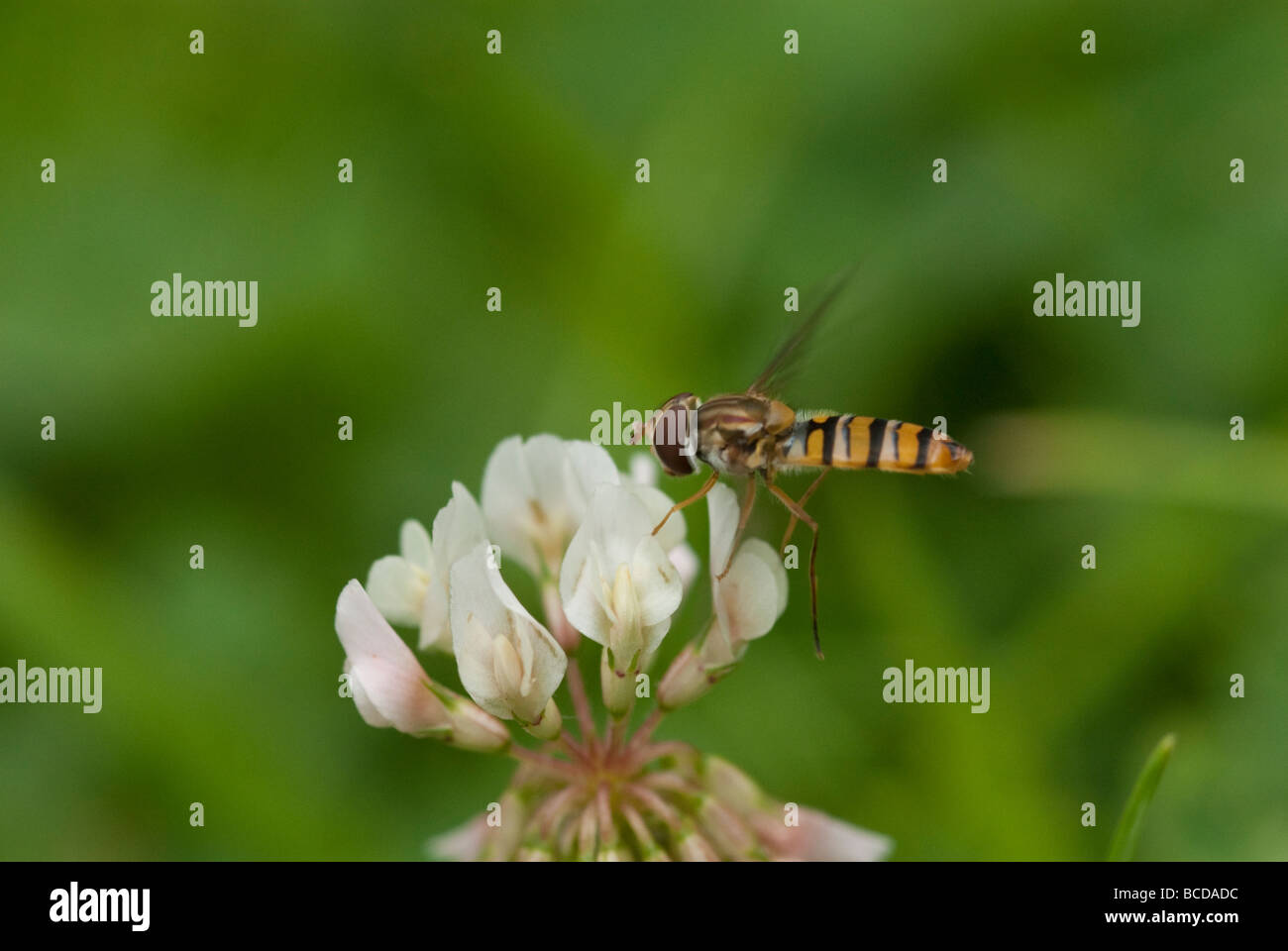 Hoverfly landing on flower Stock Photo - Alamy