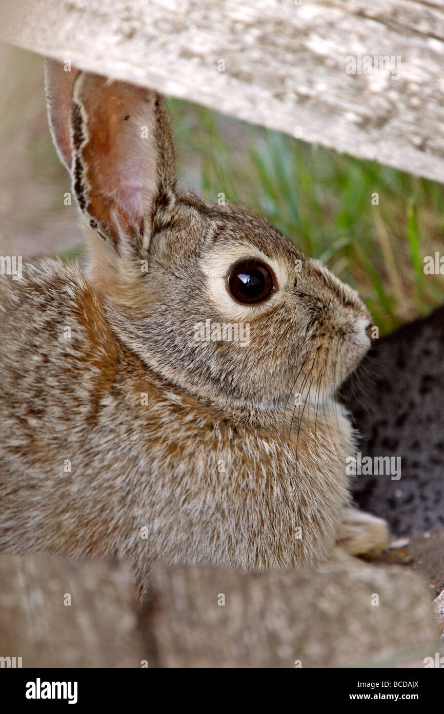 Rabbit bush hi-res stock photography and images - Alamy
