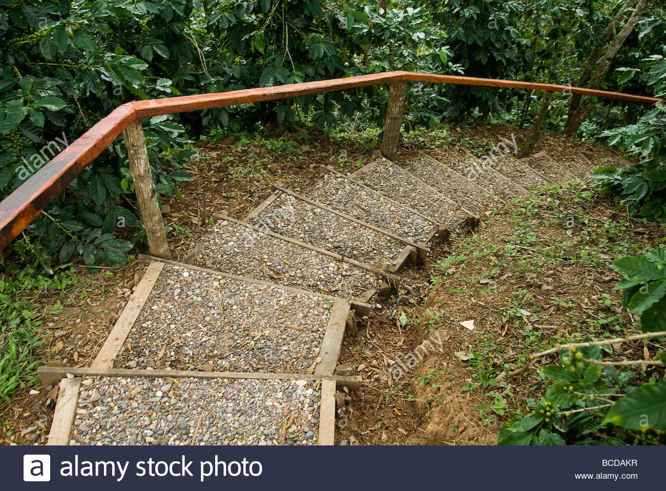 Copan Honduras Stairs Stock Photos & Copan Honduras Stairs Stock Images ...