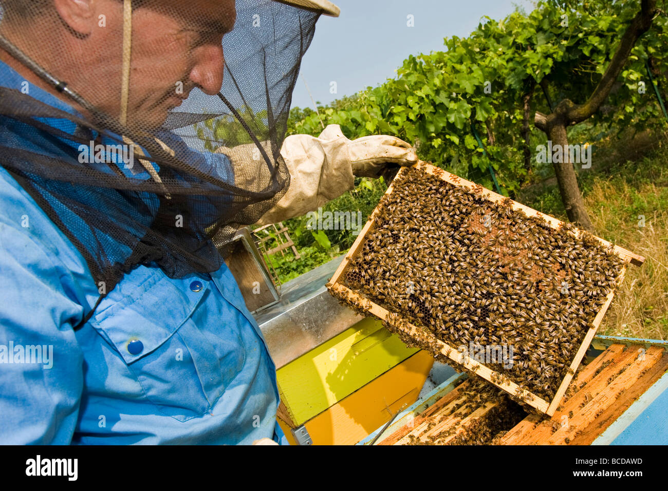 Beekeeping hi-res stock photography and images - Alamy