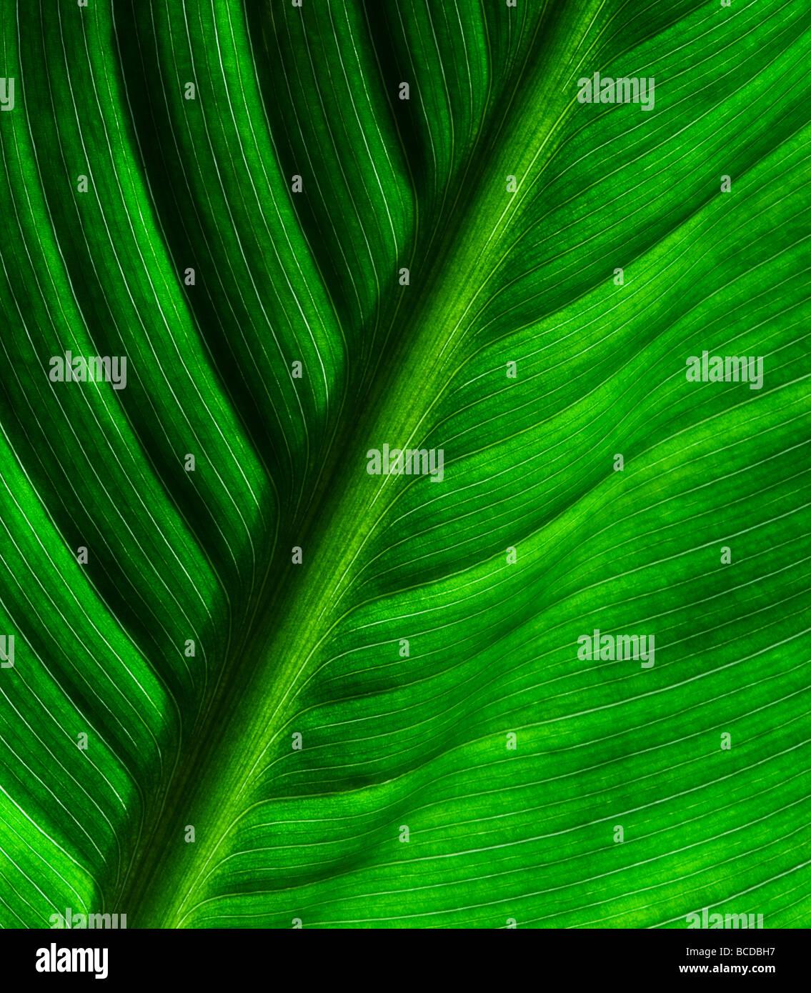 Detail of a Canna Lily leaf Stock Photo - Alamy