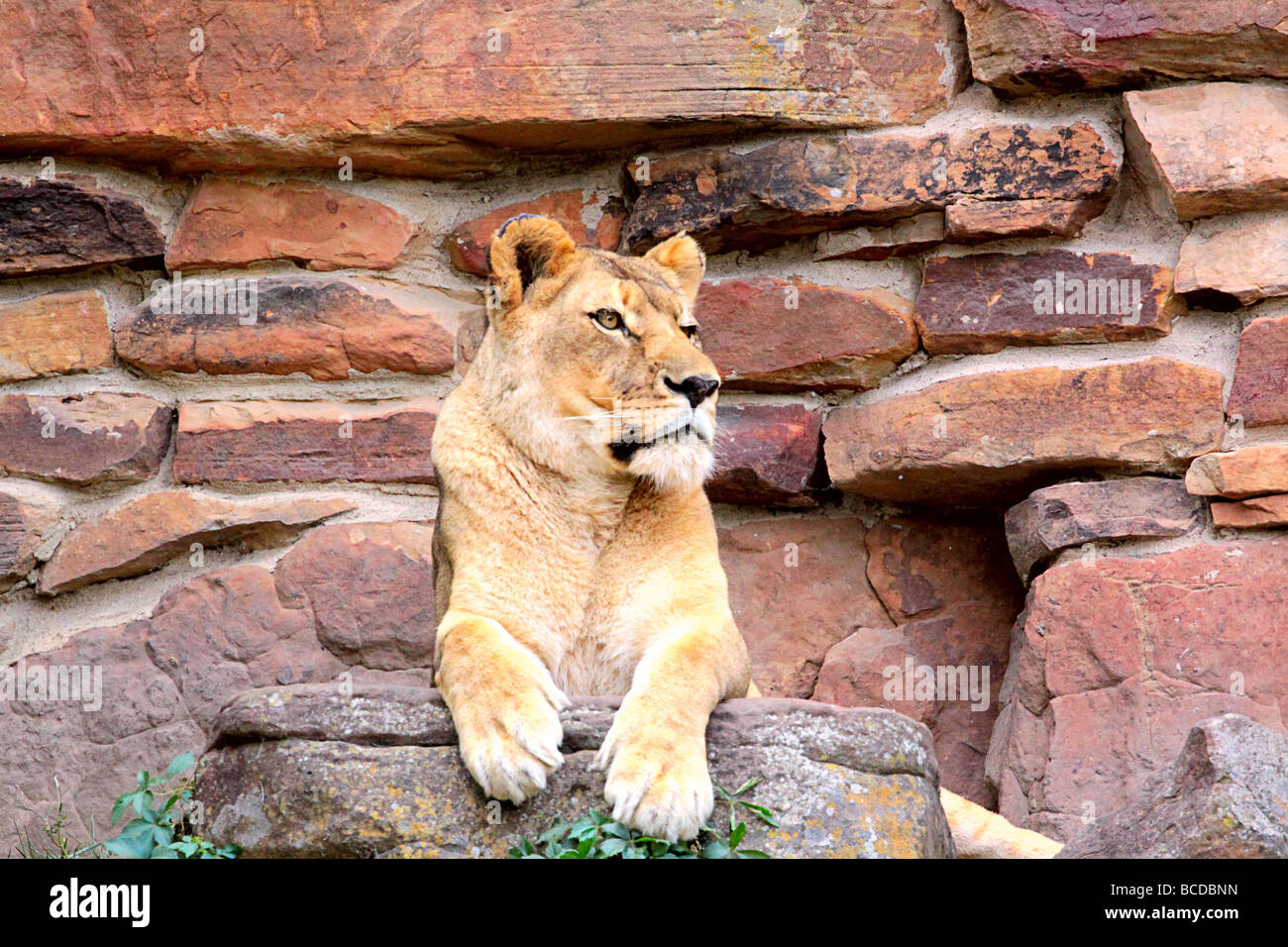 Lion cub relaxing Stock Photo - Alamy