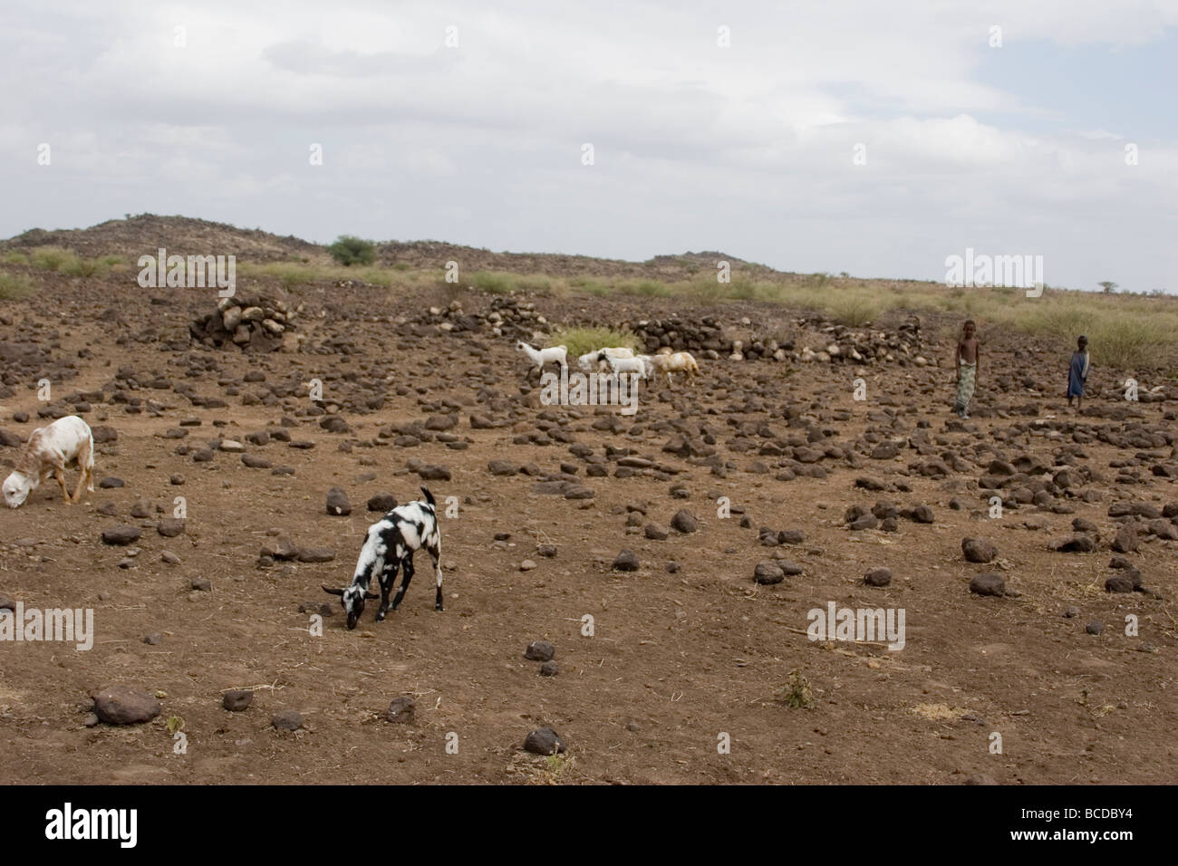 Dubti Afar region Afar kids tending goats in the desert Ethiopia Stock ...