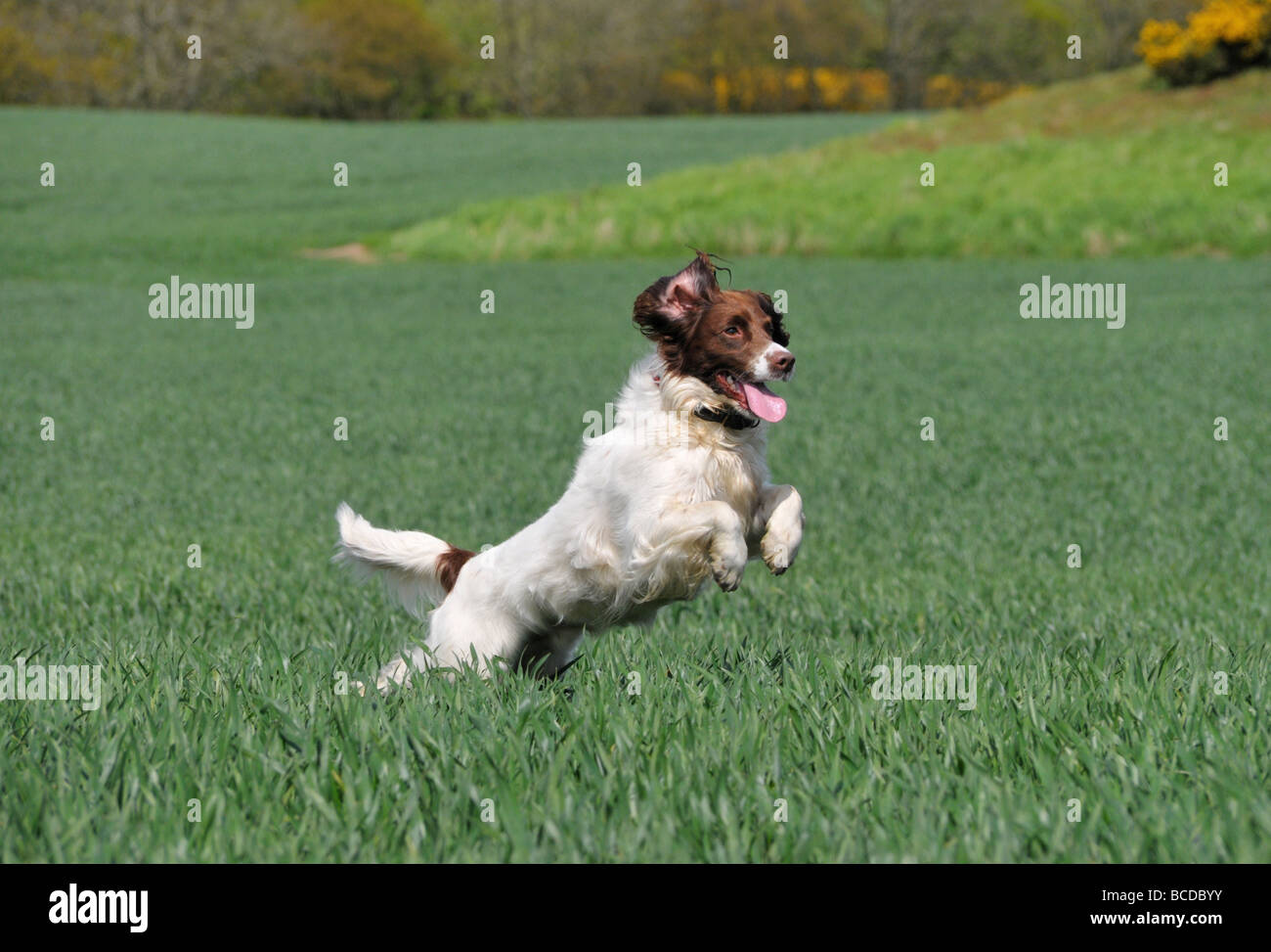 Dog running spaniel hi-res stock photography and images - Alamy