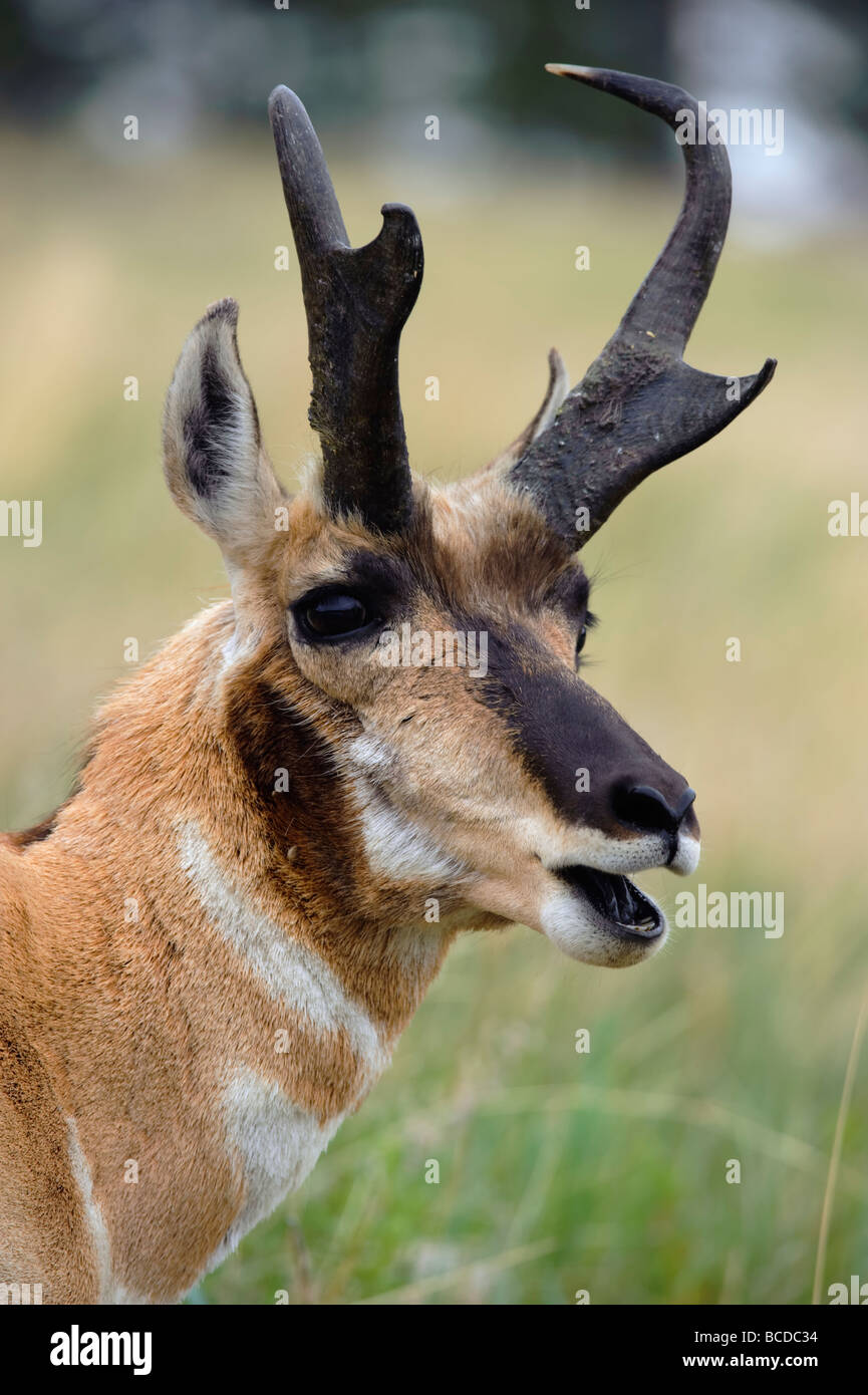 Antelope state park hi-res stock photography and images - Alamy
