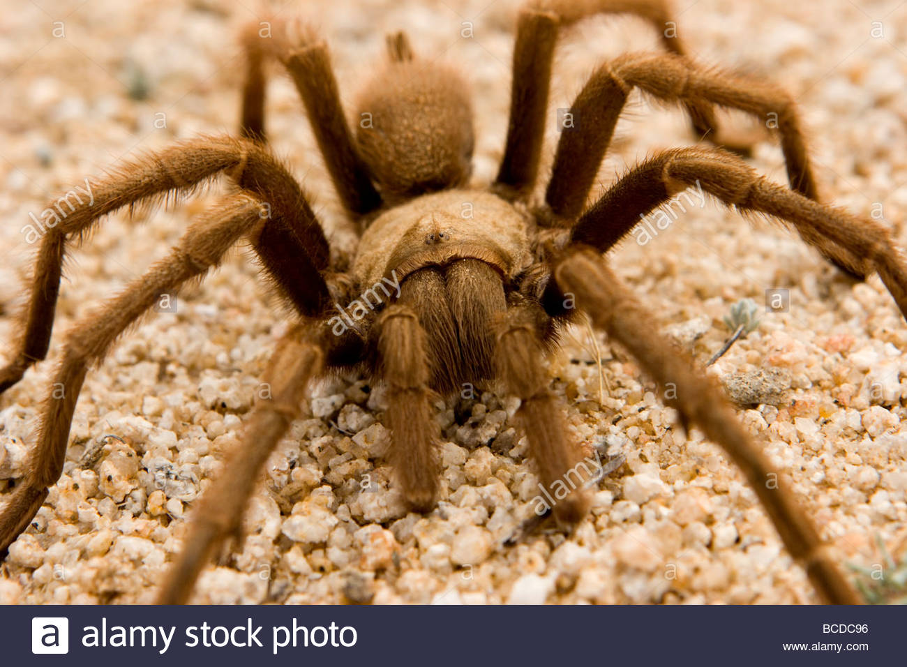 Desert Tarantula Stock Photos & Desert Tarantula Stock Images - Alamy