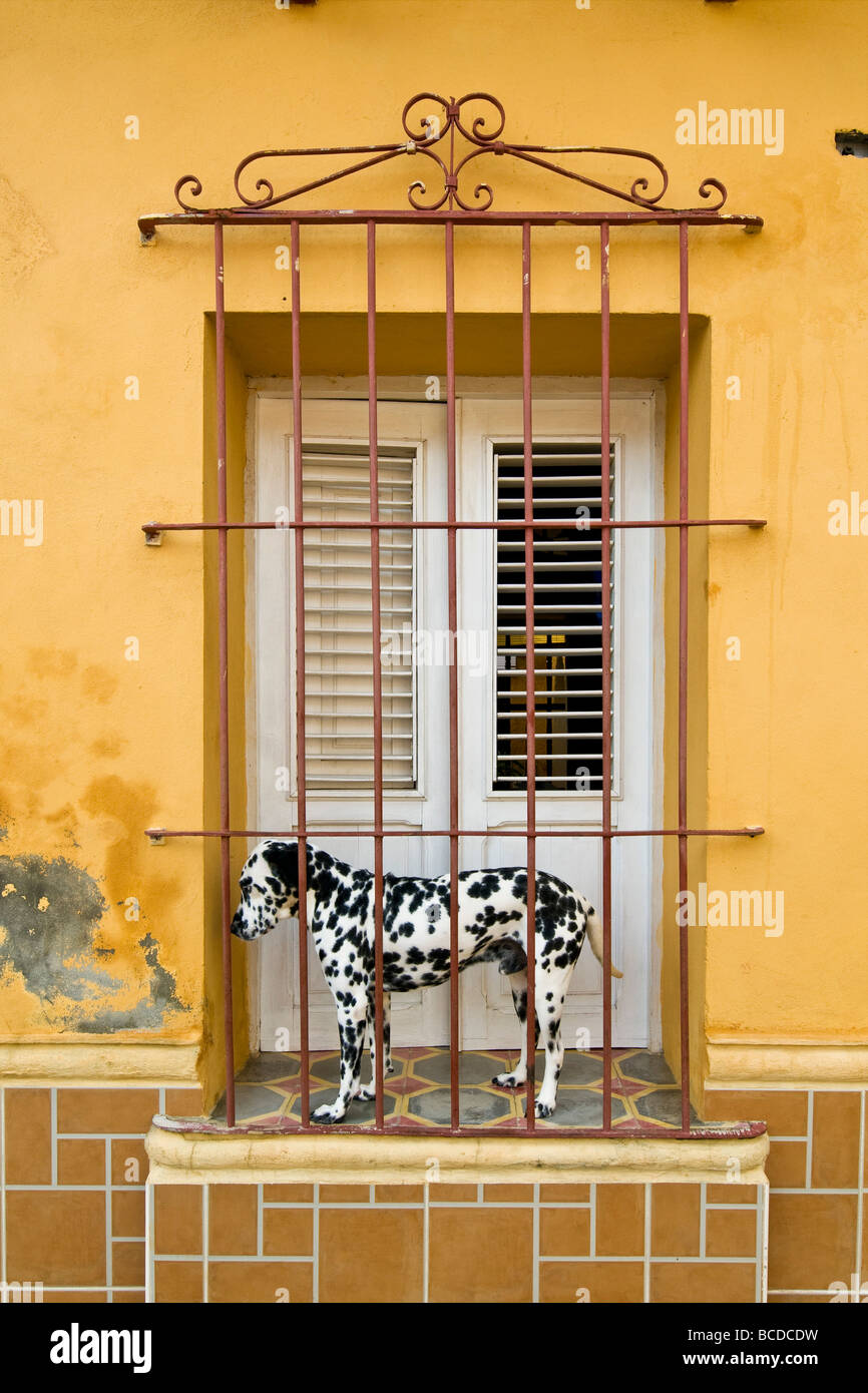 Dogs of cuba hi-res stock photography and images - Alamy