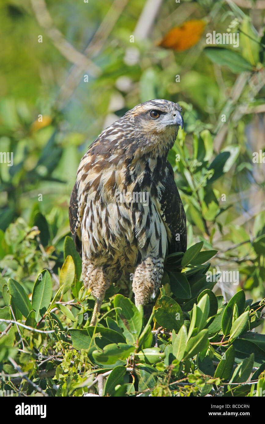 Common hawk hi-res stock photography and images - Alamy