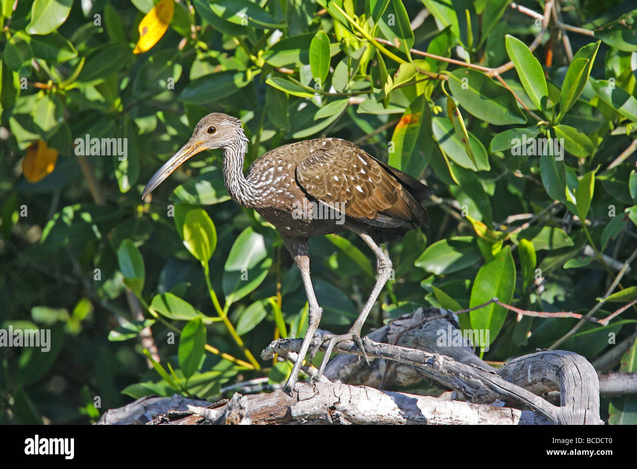 Limpkin Aramus guarauna San Blas Nayarit Mexico 28 March Adult Aramidae ...