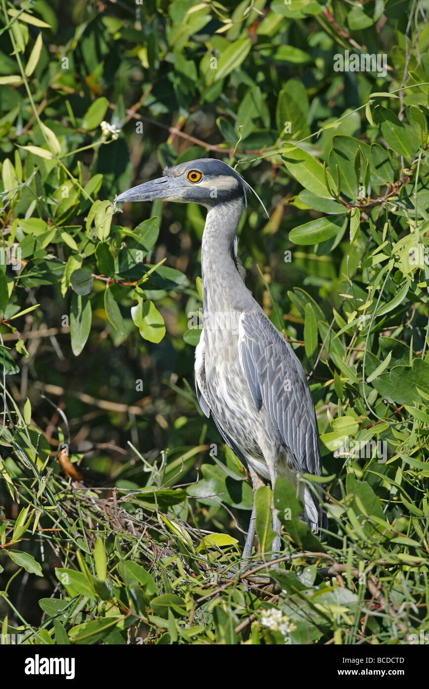 Bird with yellow feet hi-res stock photography and images - Alamy