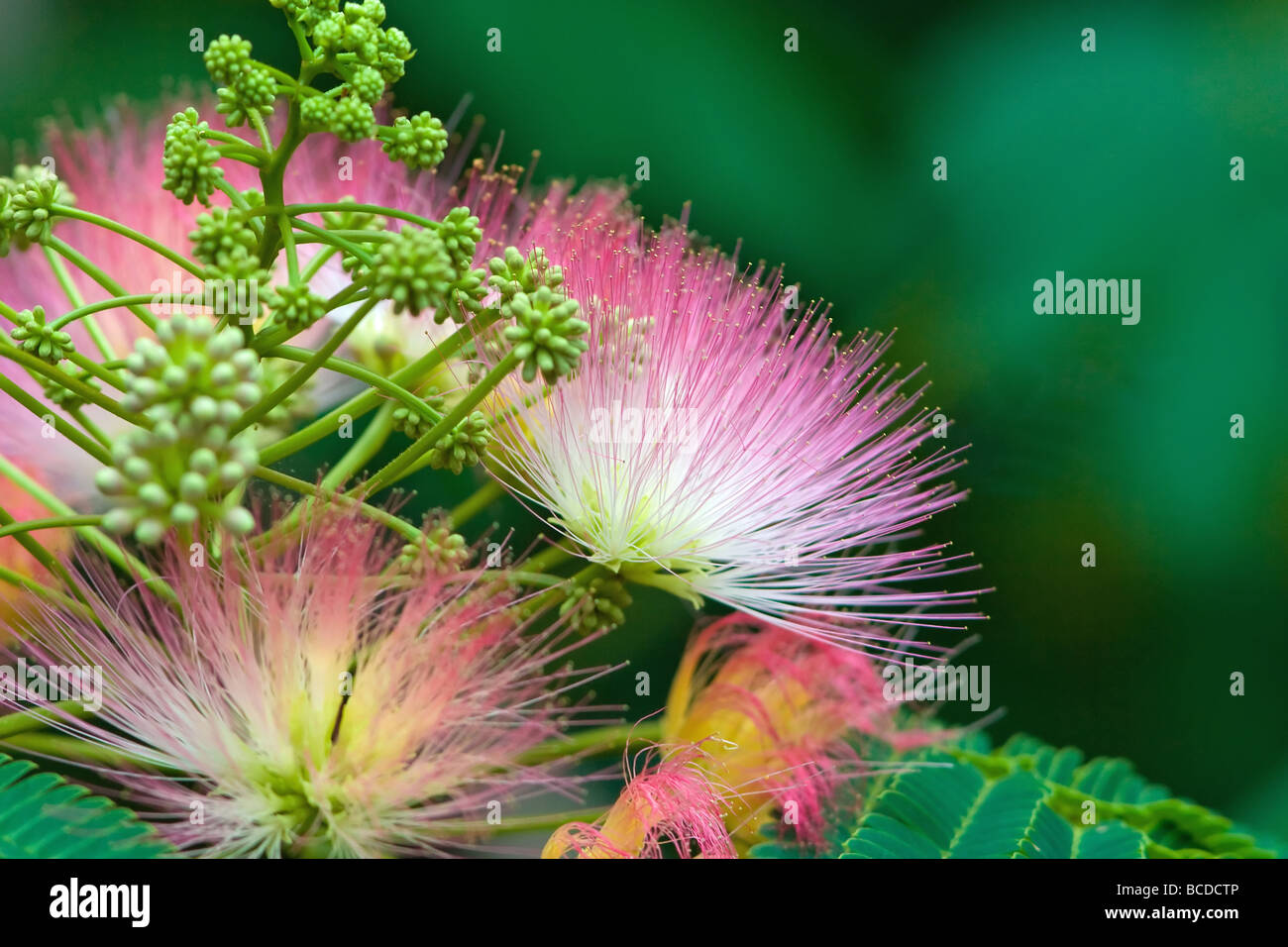 “Mimosa tree” “Albizia julibrissin” Stock Photo - Alamy