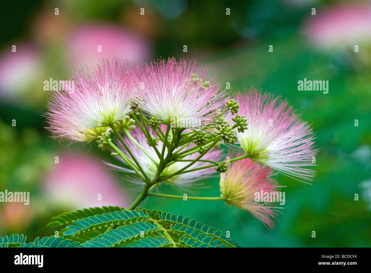 “Mimosa tree” “Albizia julibrissin” Stock Photo - Alamy