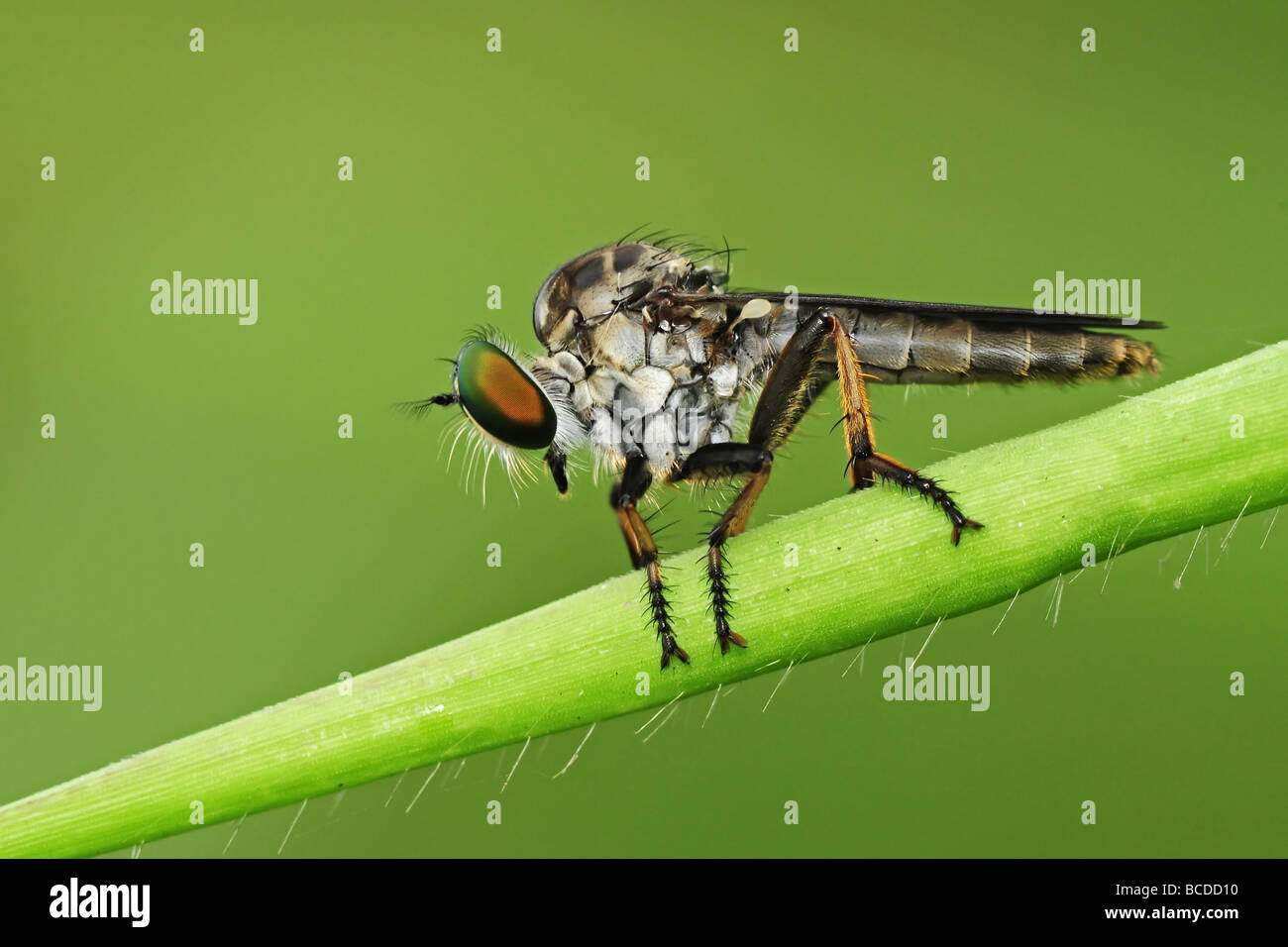 robber fly in the parks Stock Photo - Alamy