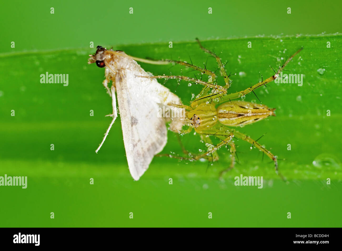 lynx spider eating a moth Stock Photo - Alamy