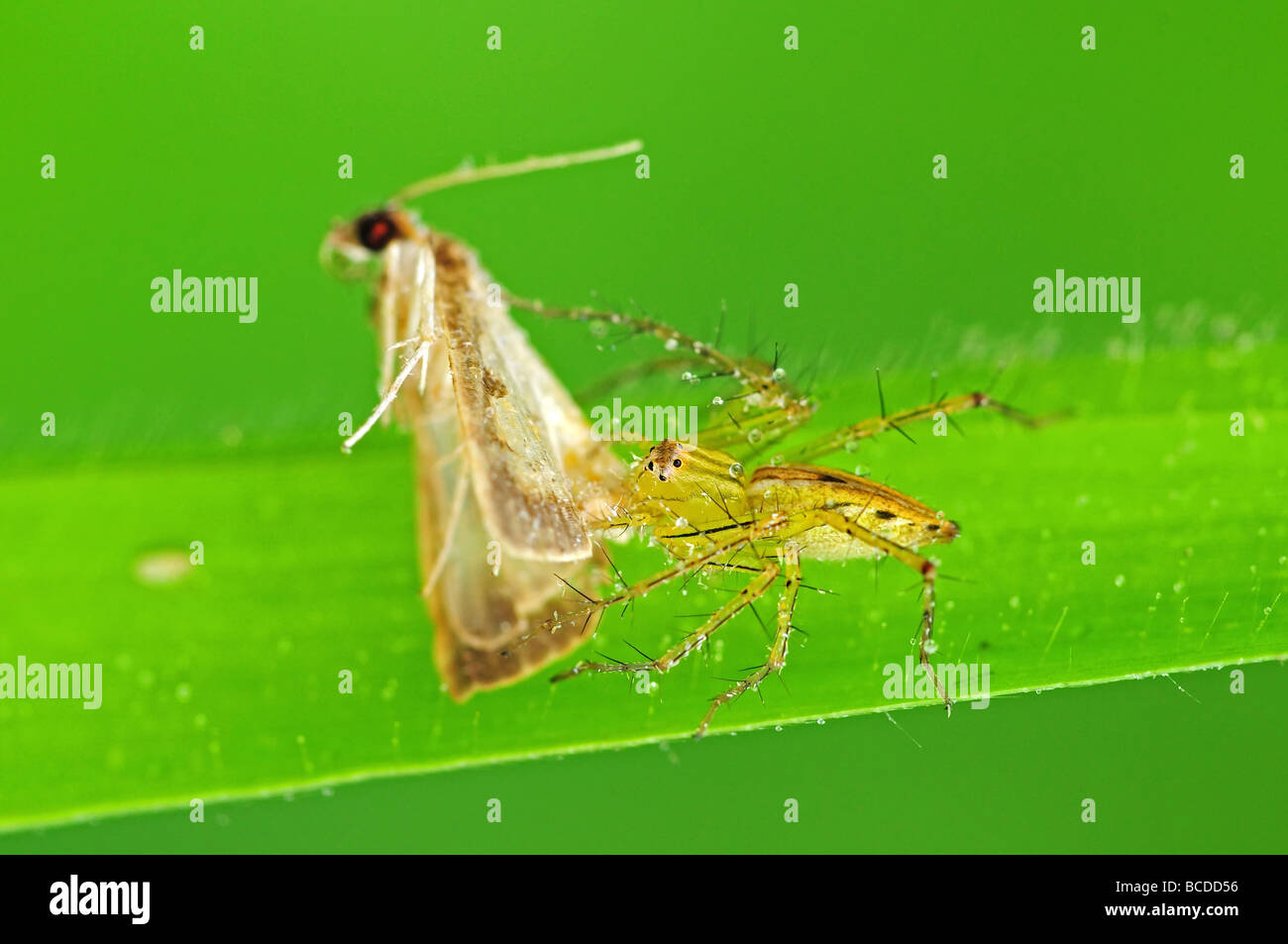lynx spider eating a moth Stock Photo - Alamy
