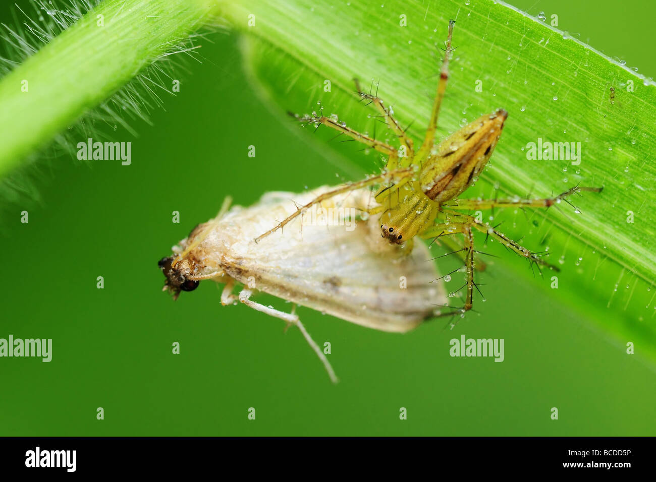 lynx spider eating a moth Stock Photo - Alamy