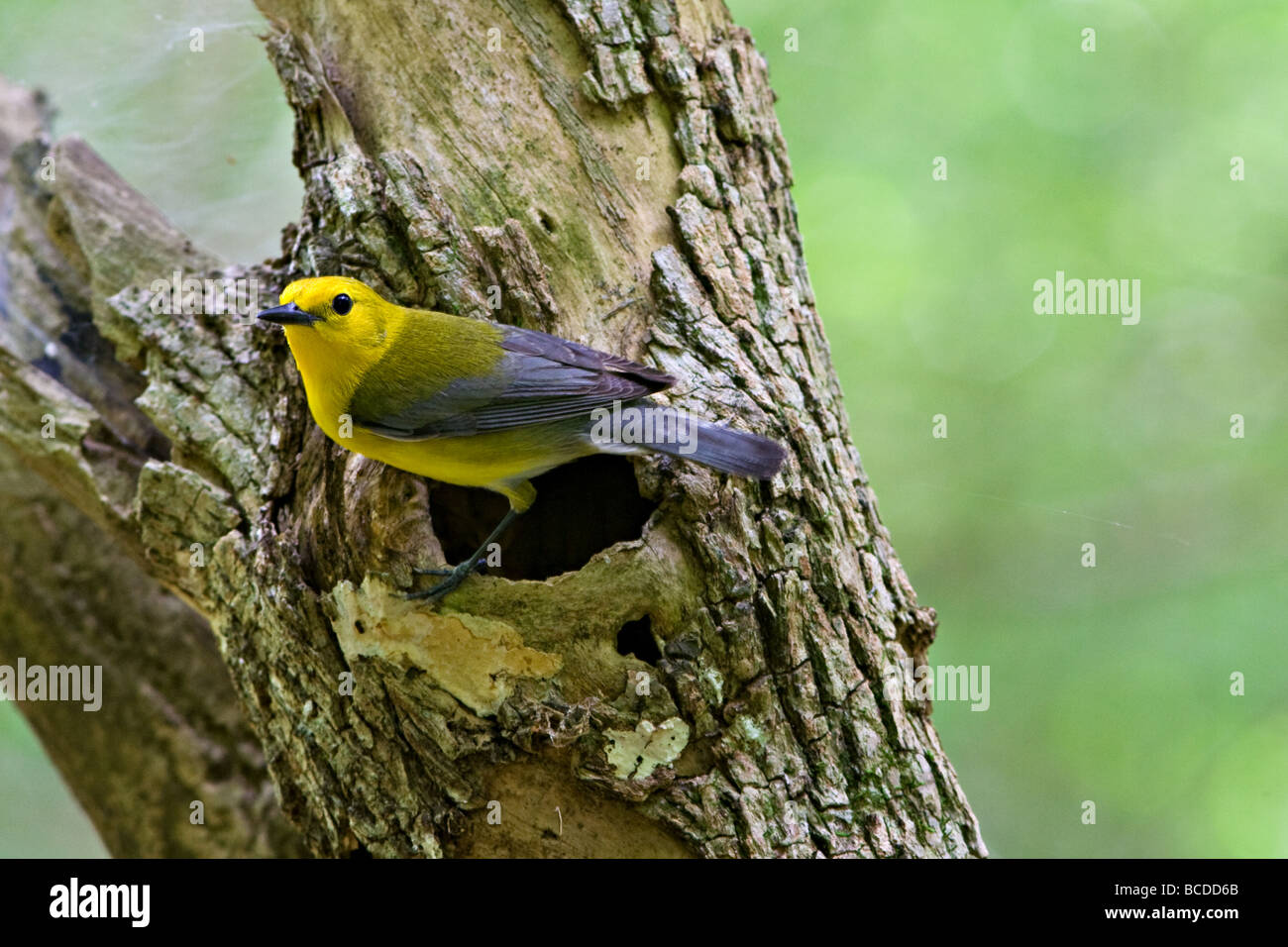 Prothonotary Warbler Protonotaria citrea Stock Photo - Alamy