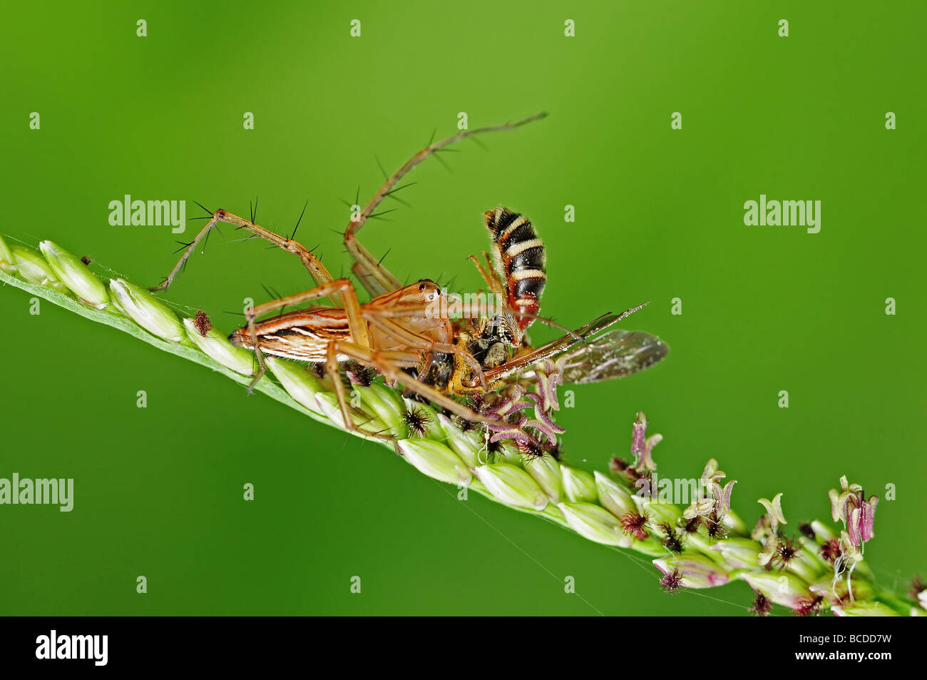 lynx spider eating a bee Stock Photo - Alamy