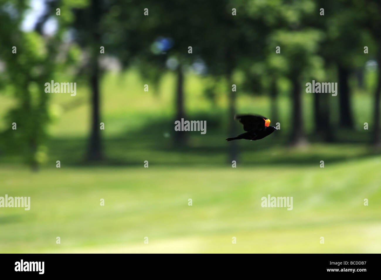 Flying red winged blackbirds hi-res stock photography and images - Alamy