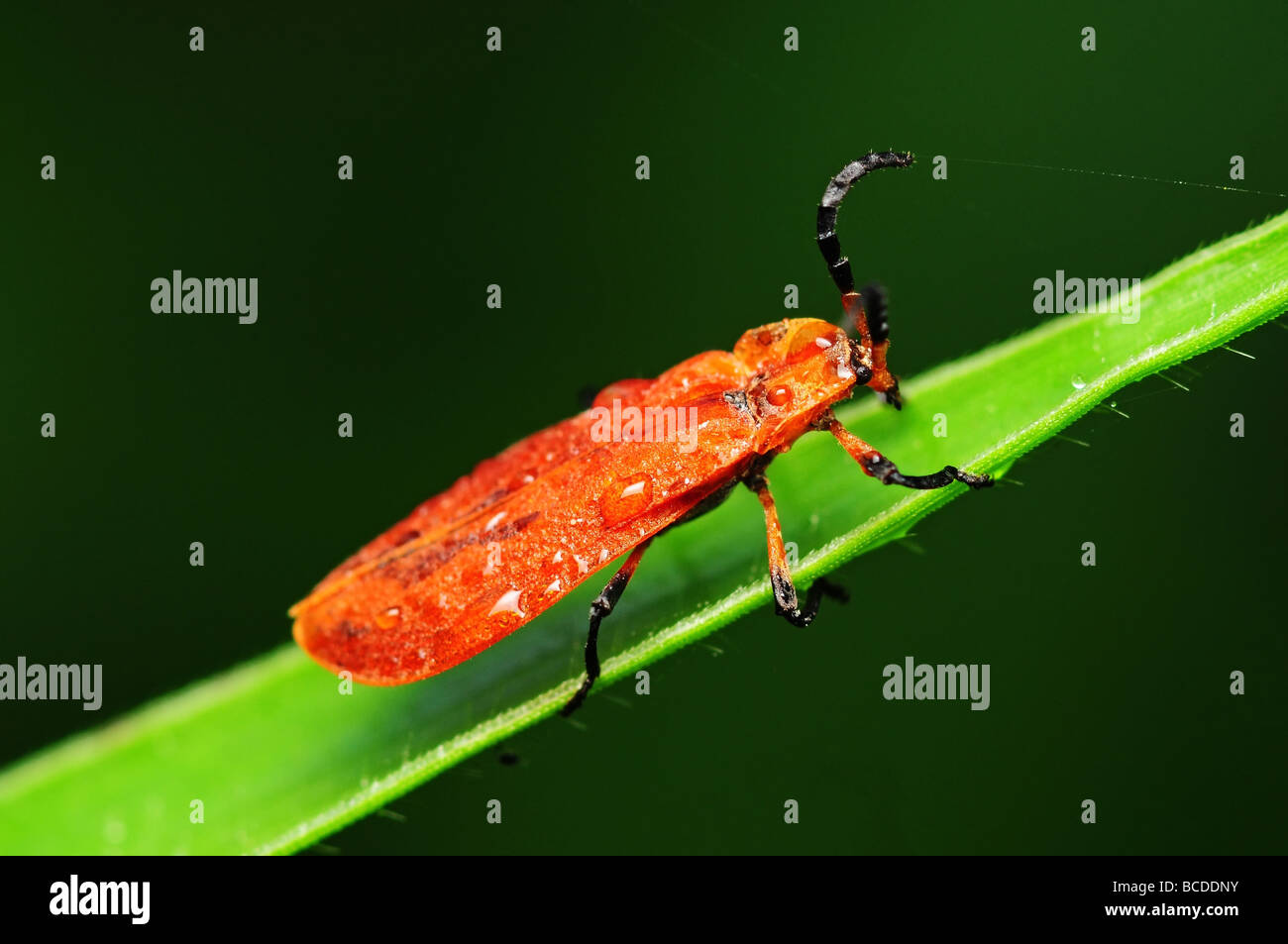 red bug in the parks Stock Photo - Alamy
