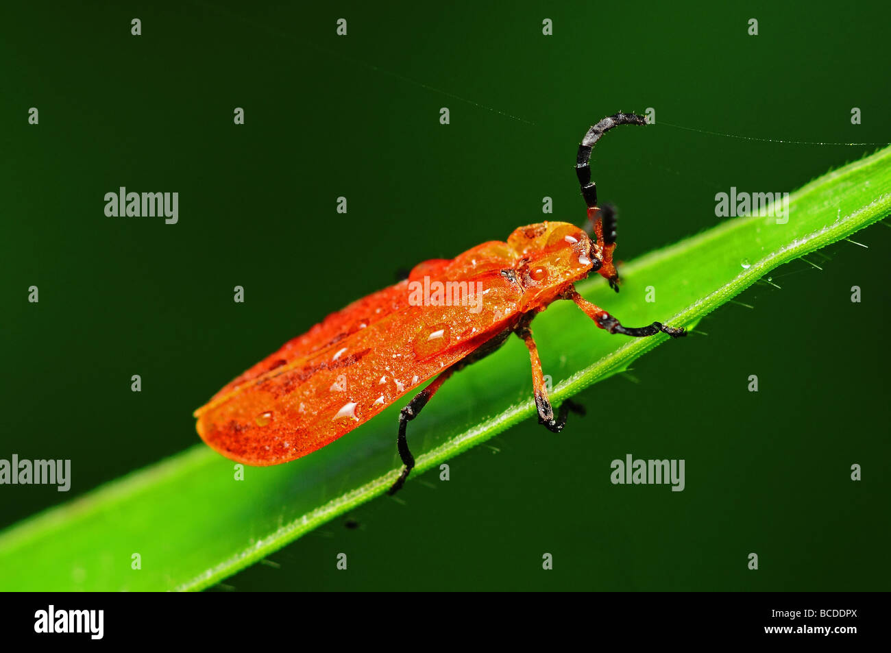 red bug in the parks Stock Photo - Alamy