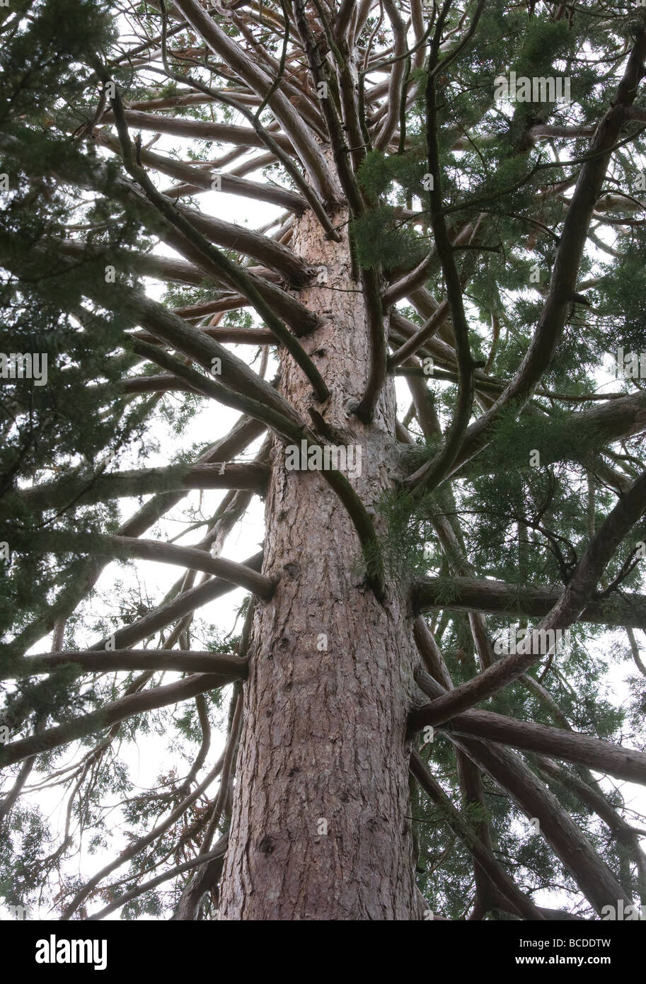 Trunk part of old majestic sequoia tree (Sequoiadendron giganteum ...