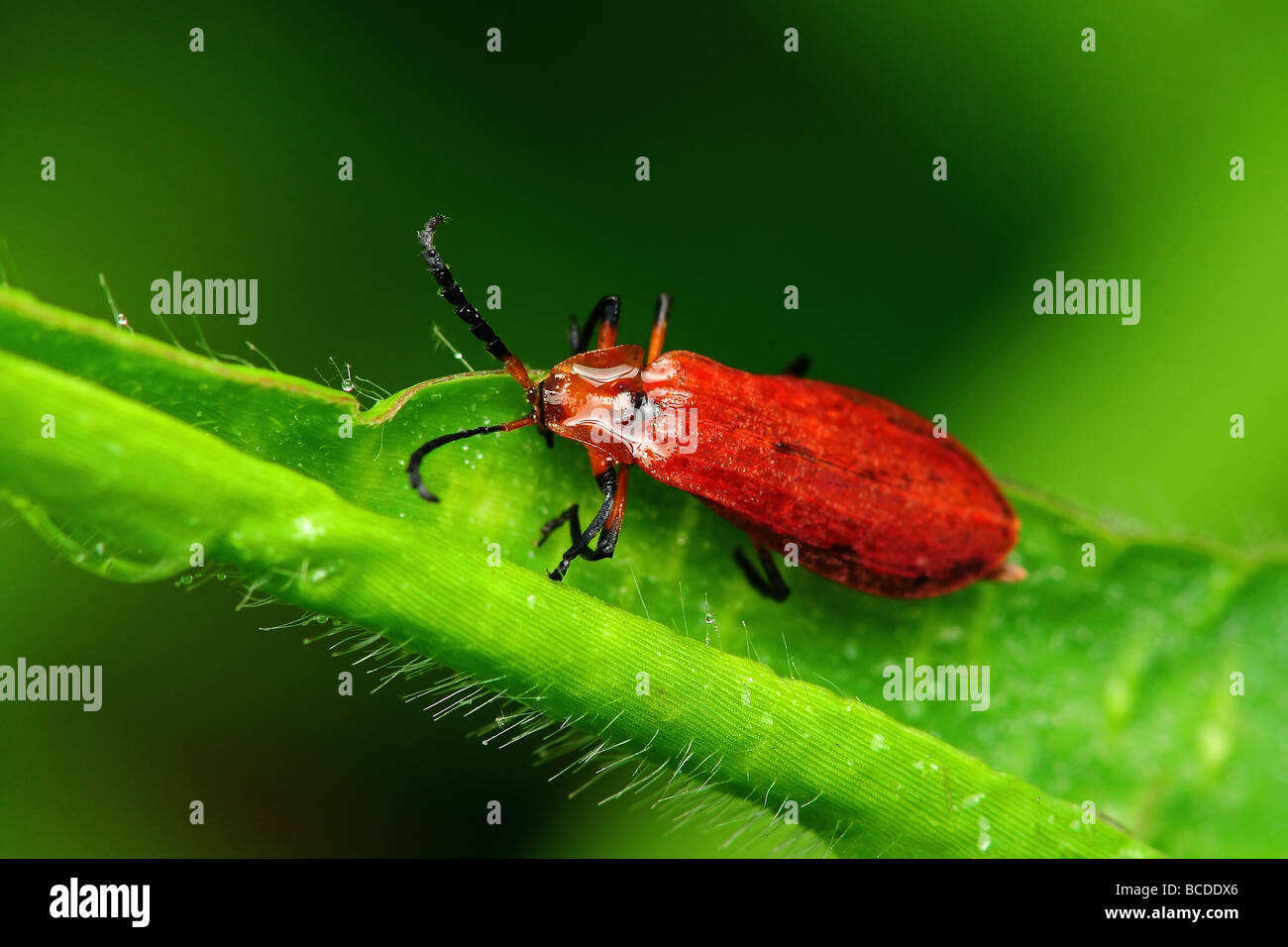 red bug in the parks Stock Photo - Alamy