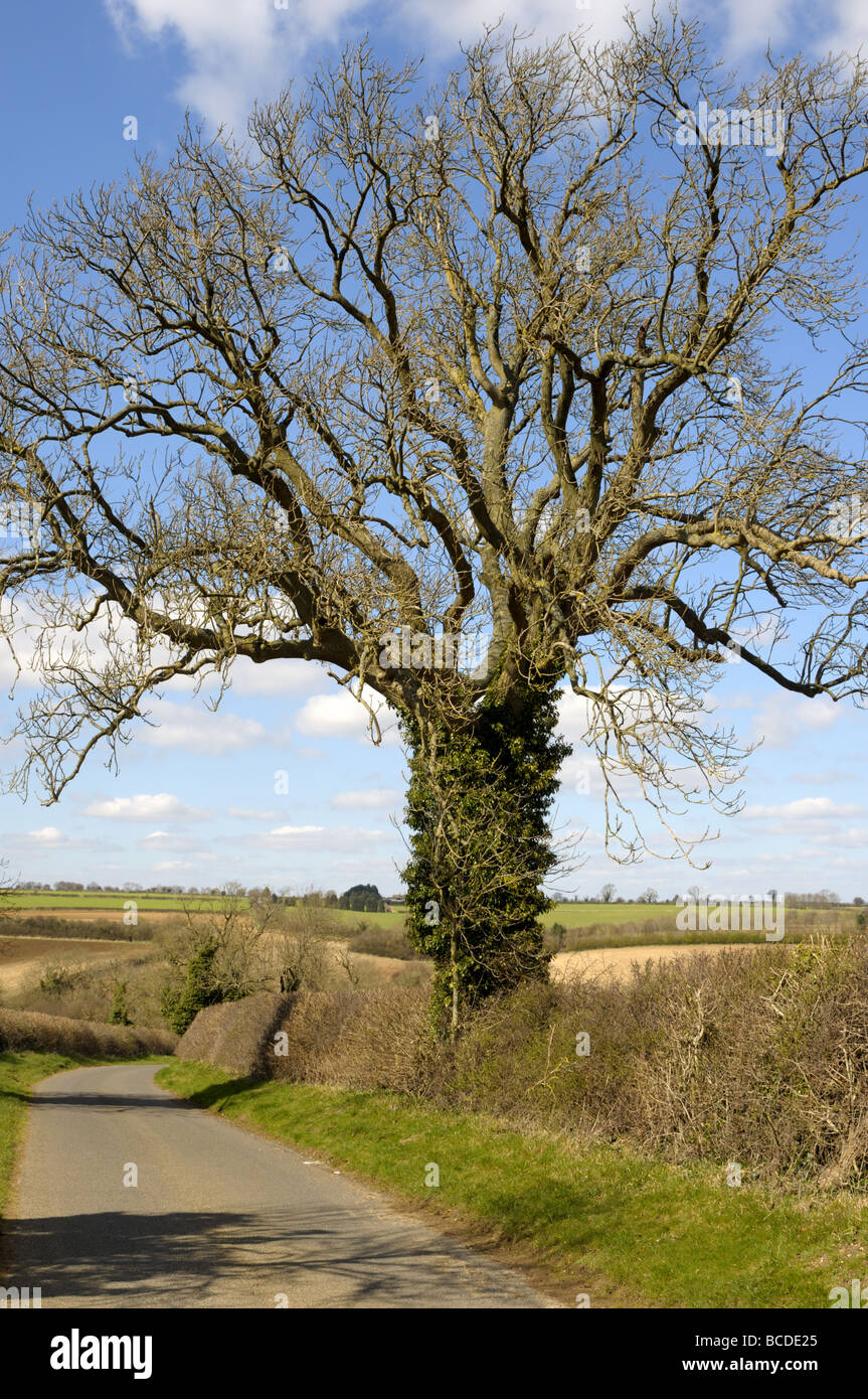 A country lane Stock Photo - Alamy