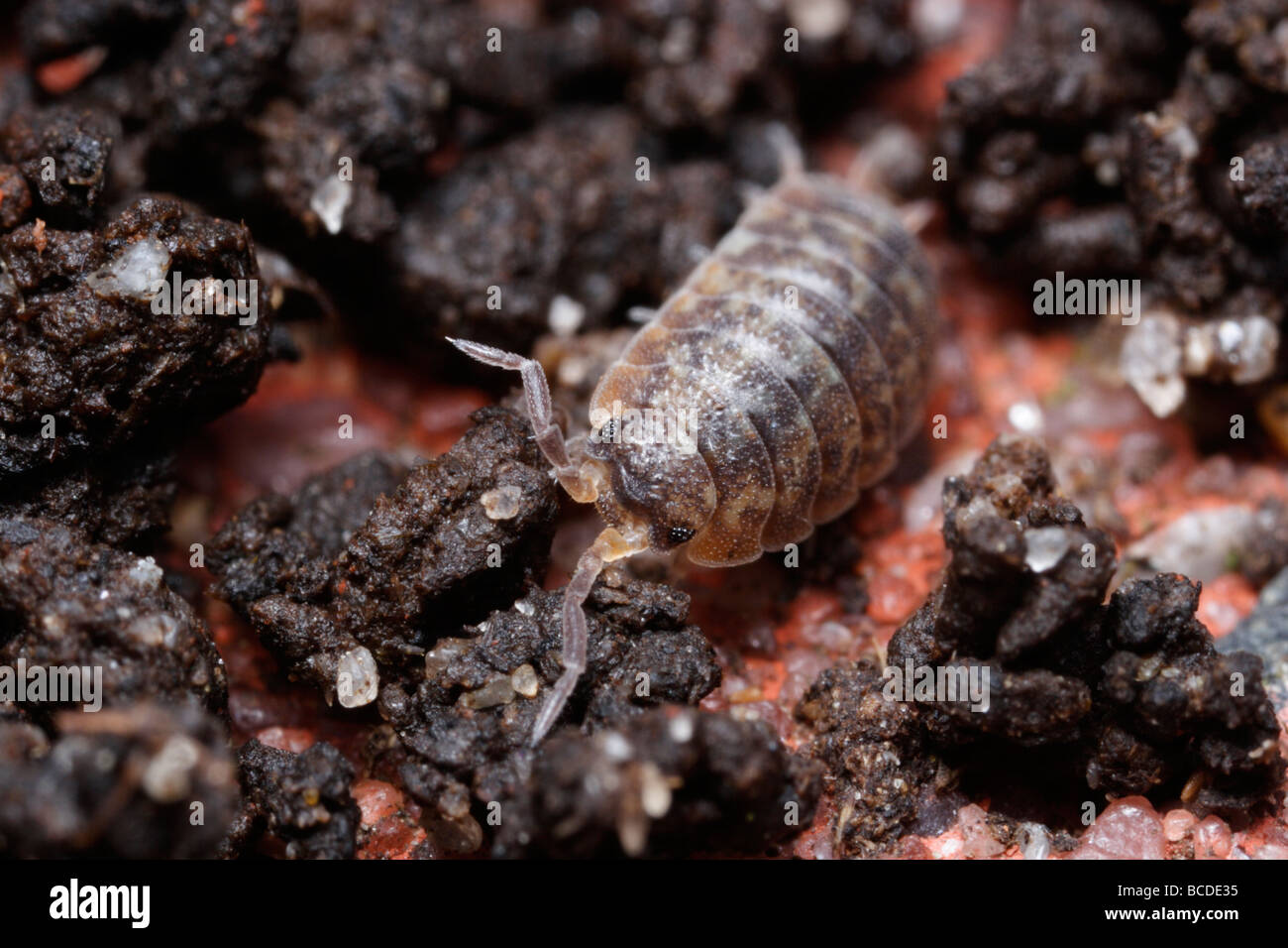 Sowbug High Resolution Stock Photography and Images - Alamy
