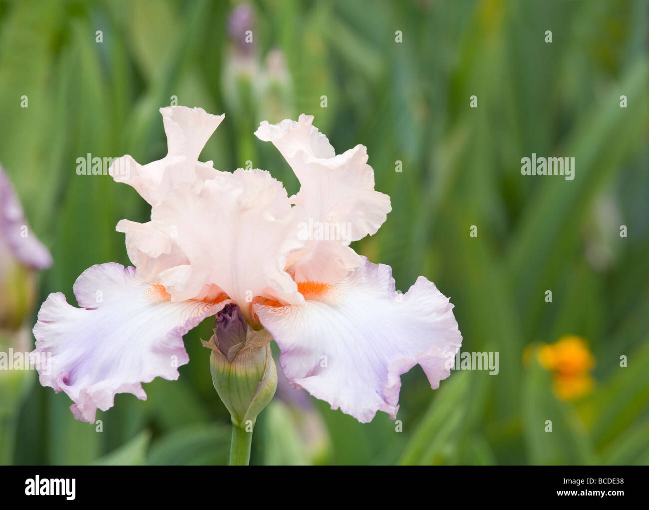 Beige rose hi-res stock photography and images - Alamy
