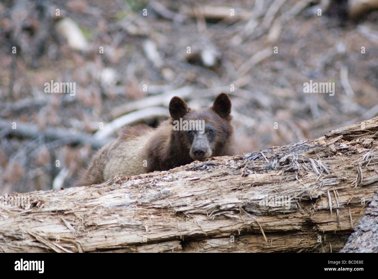 Cinnamon American Black Bear (Ursus americanus) eye contact Stock Photo ...