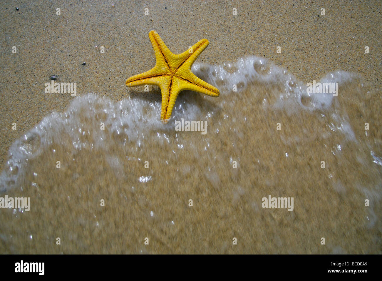 A starfish lays on the shore at a beach near St.Ives in Cornwall Stock ...